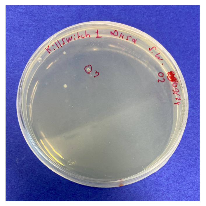 Synplode - iGEM 2024
