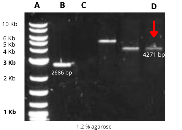 Part:BBa K5288010 - parts.igem.org