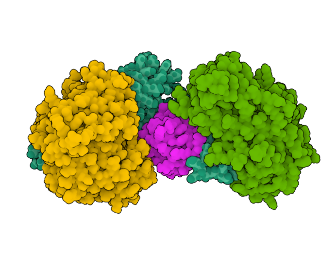 GU-Frankfurt - iGEM 2024