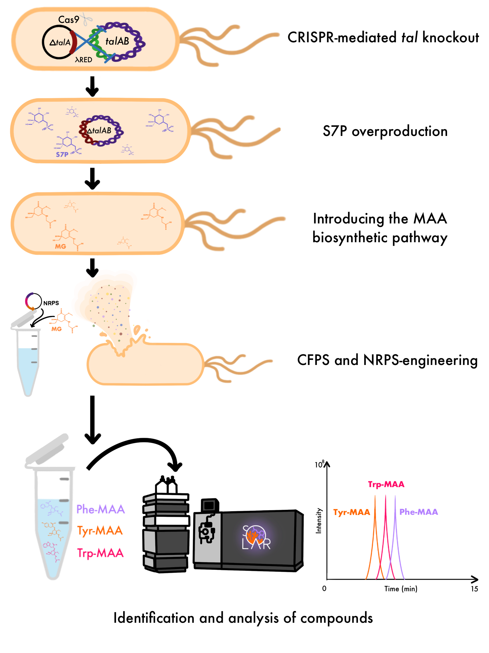 GU-Frankfurt - iGEM 2024