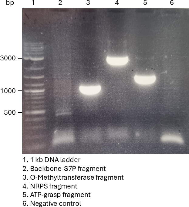 GU-Frankfurt - iGEM 2024