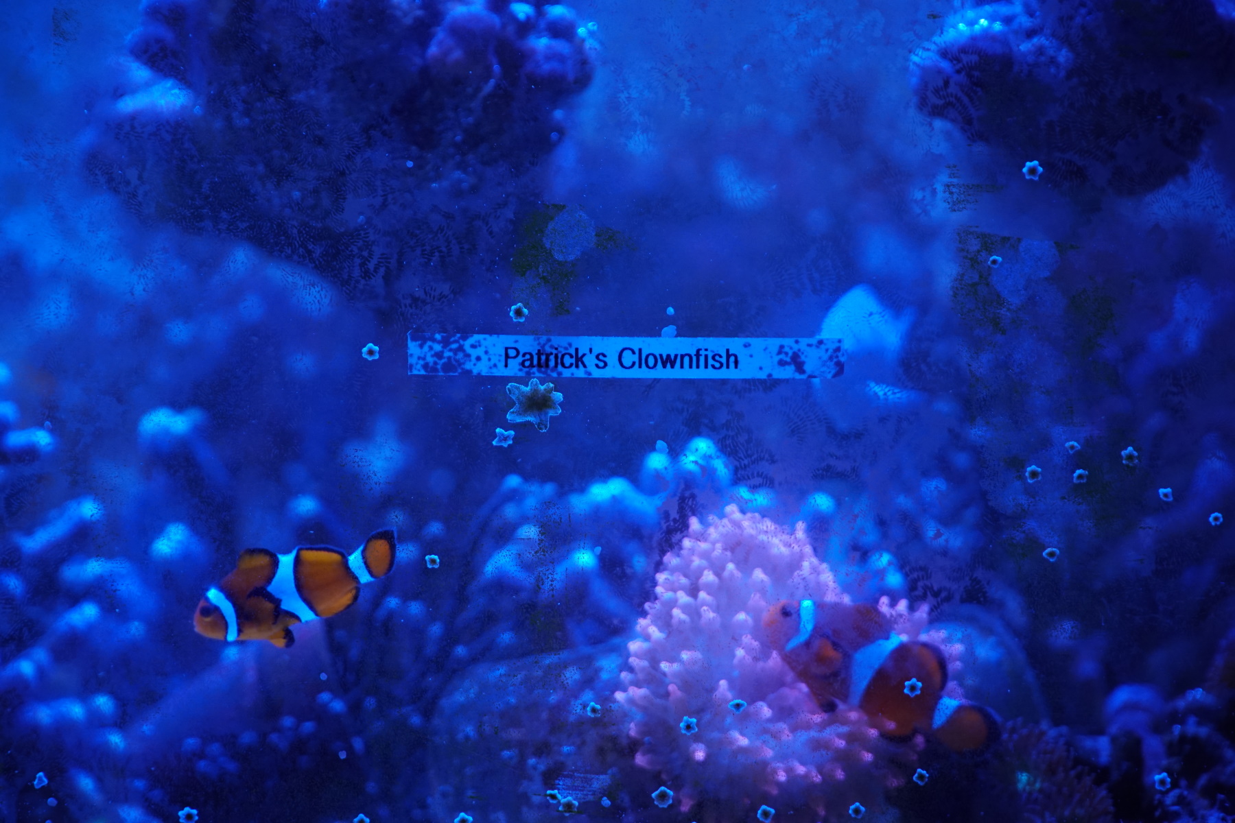 Gu Frankfurt Igem 2024