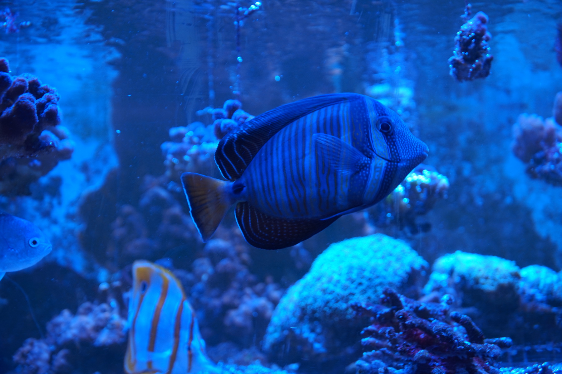 Gu Frankfurt Igem 2024