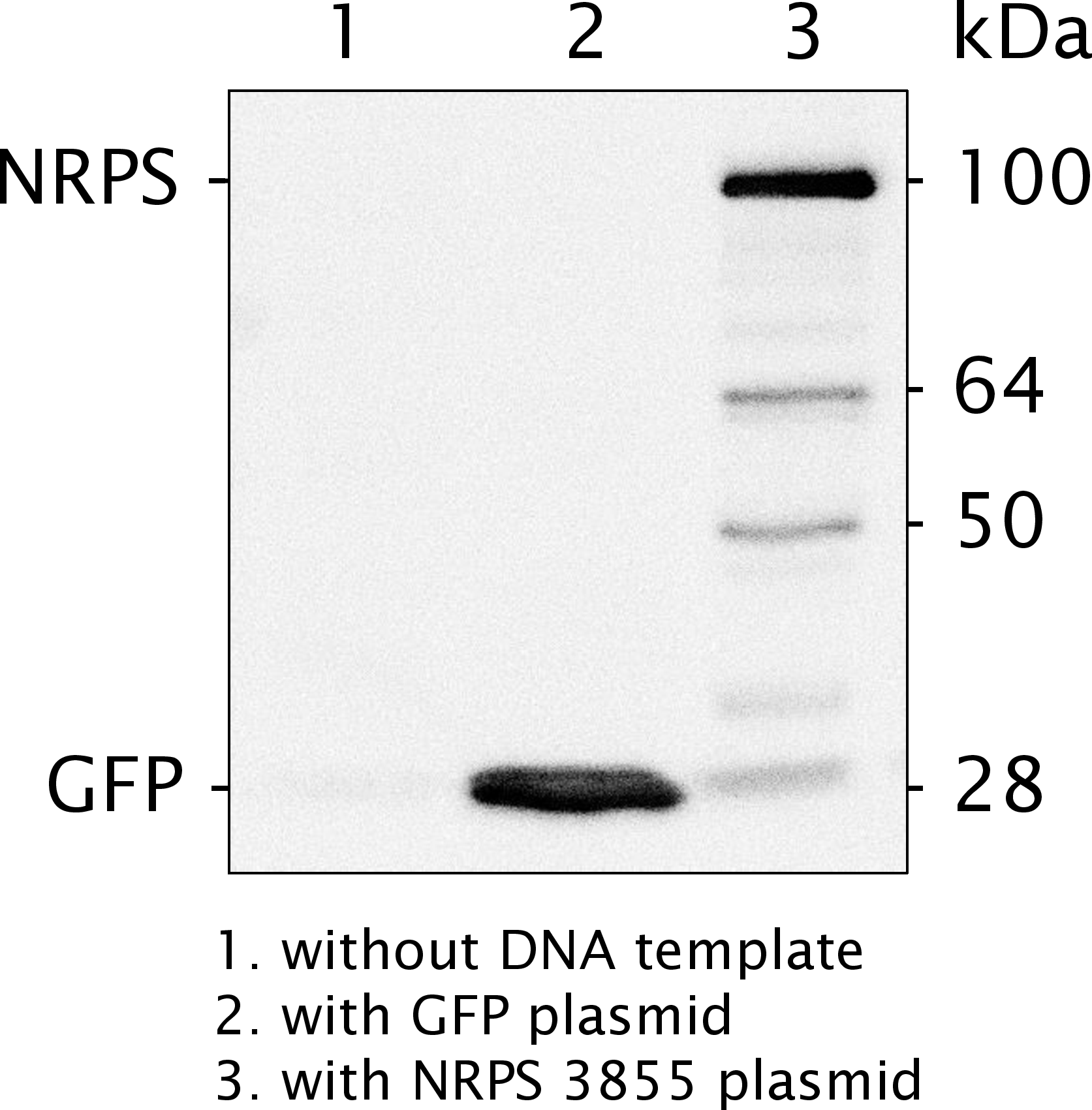 GU-Frankfurt - iGEM 2024