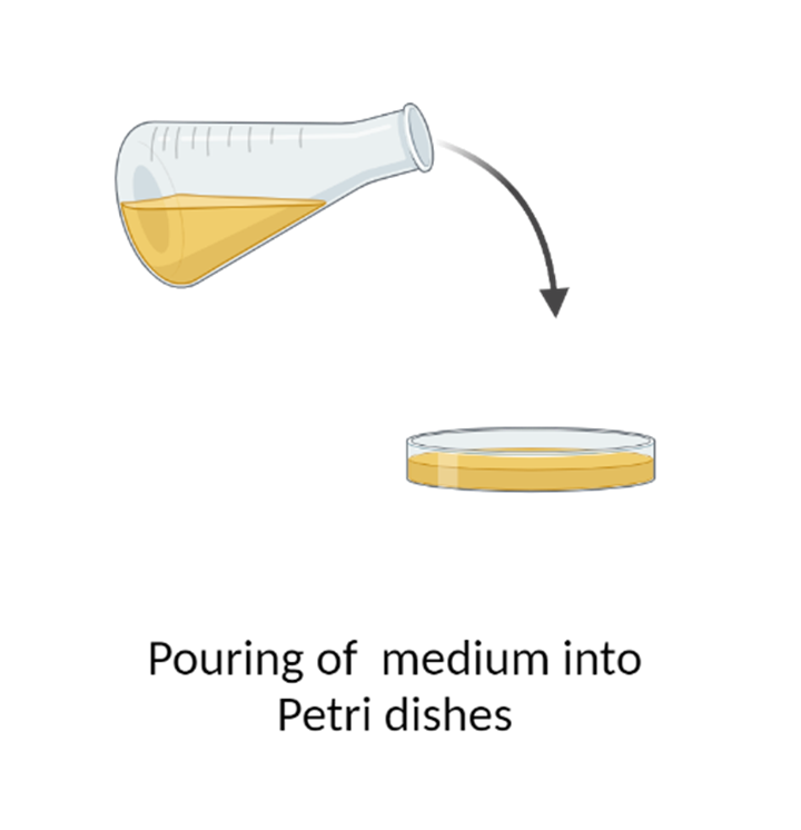 AshesiGhana - iGEM 2024