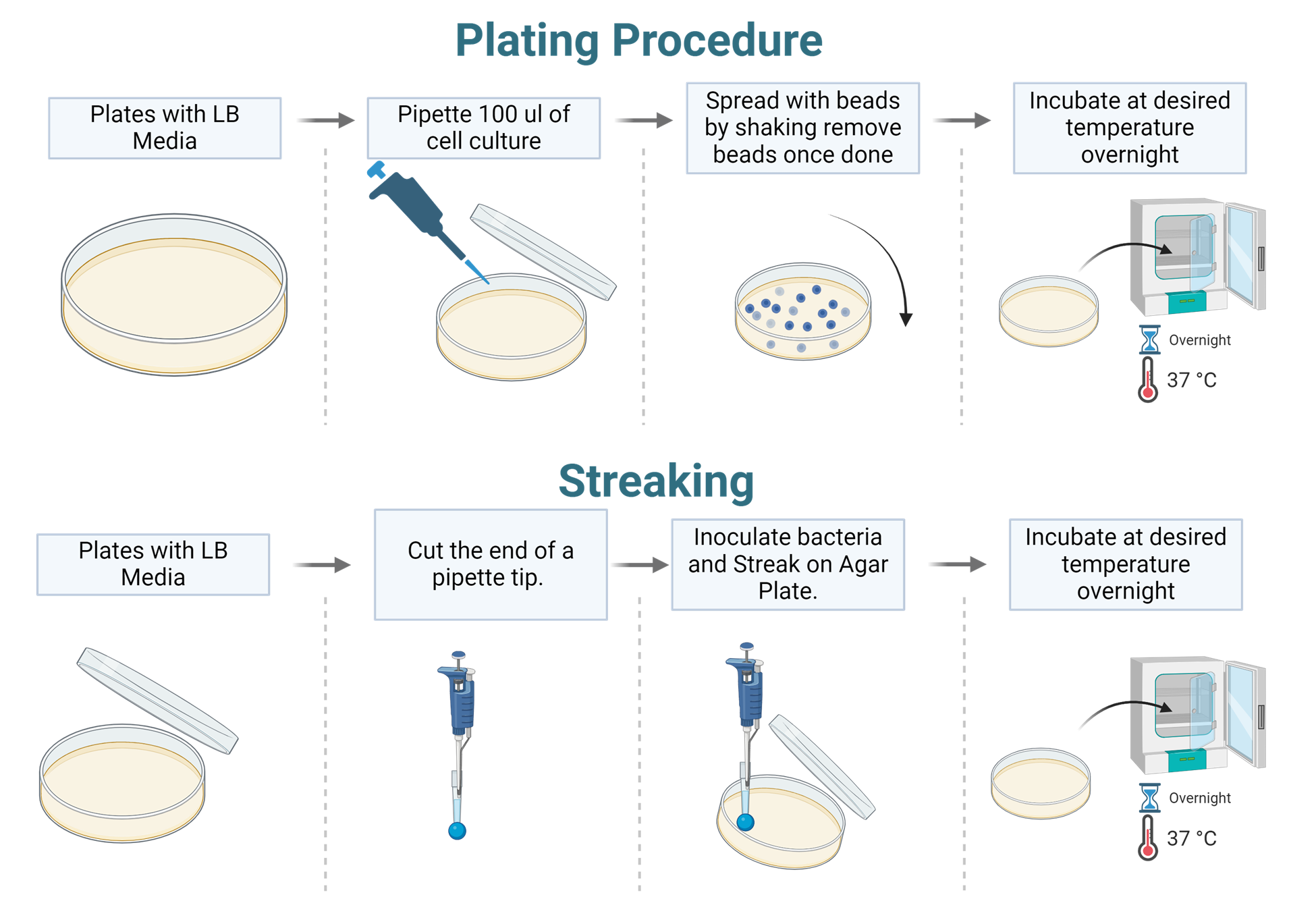 AshesiGhana - iGEM 2024