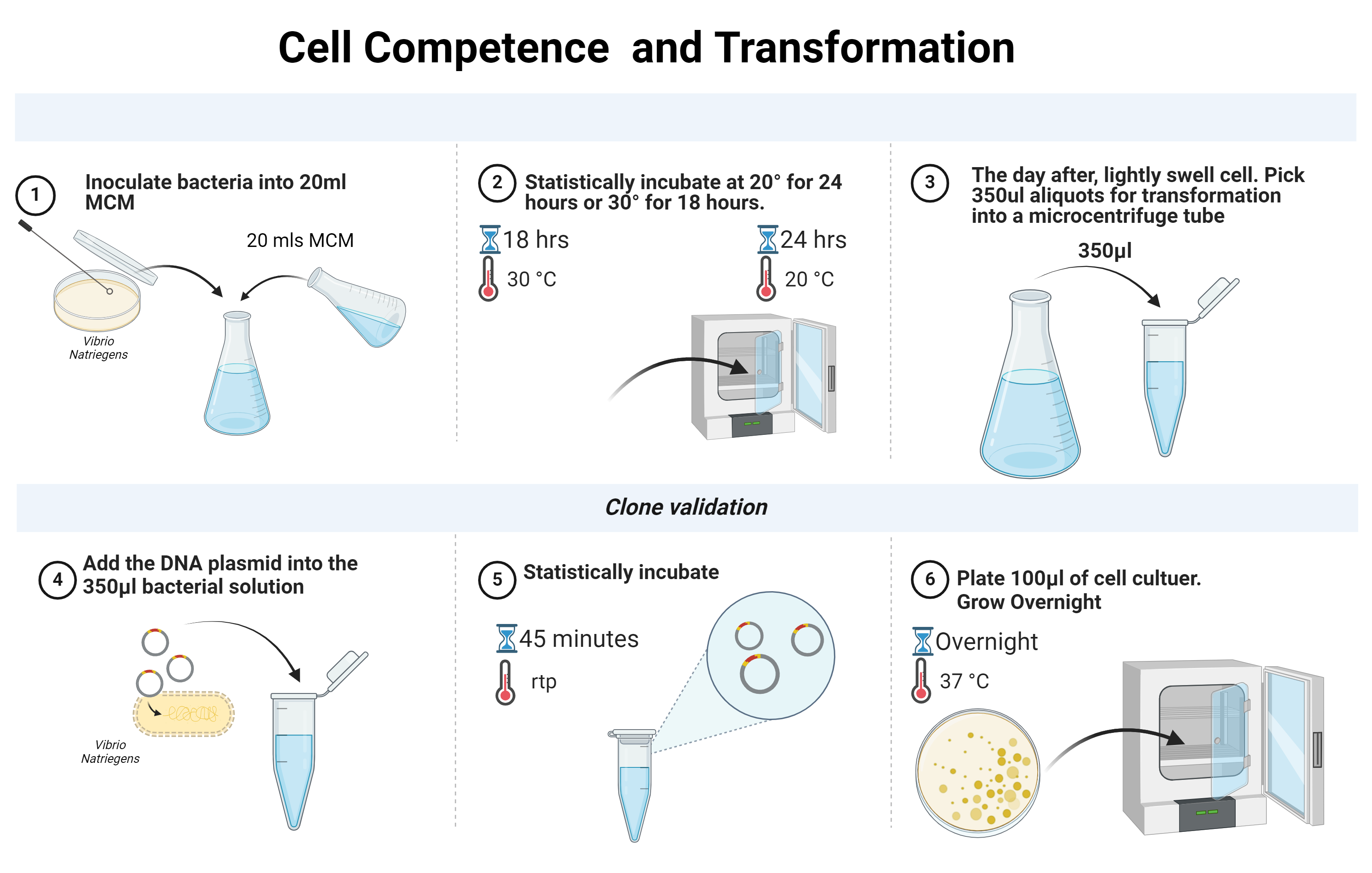 AshesiGhana - iGEM 2024