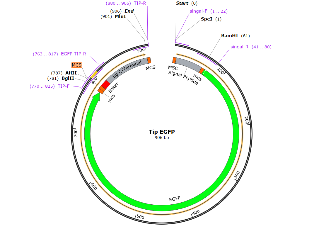 Part:BBa K5314008 - parts.igem.org