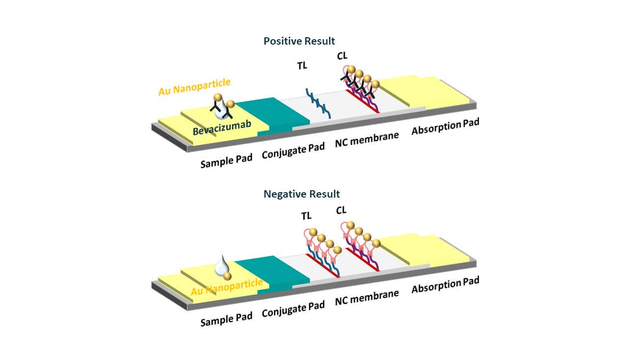 CityU iGEM BEVATECH 2024