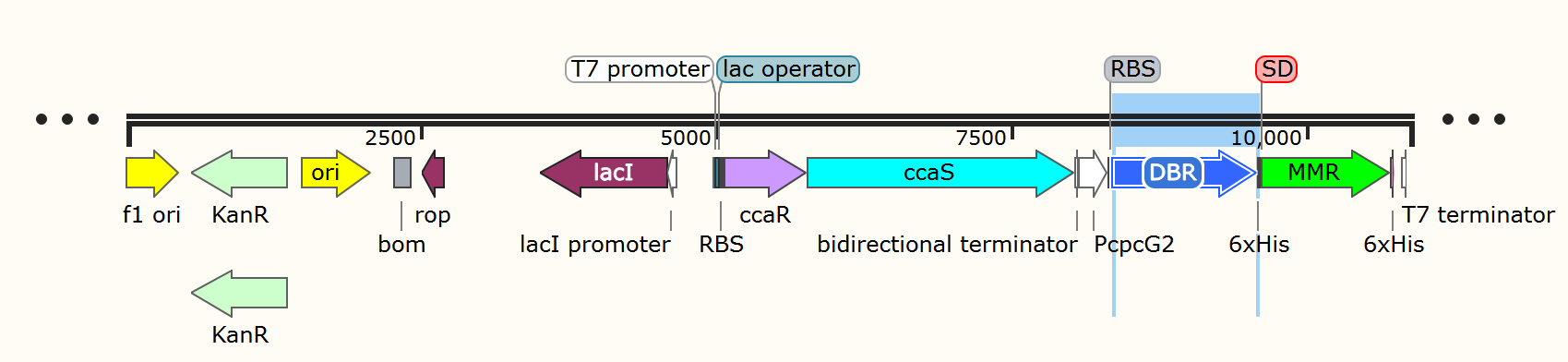 Part:BBa K5354017 - parts.igem.org