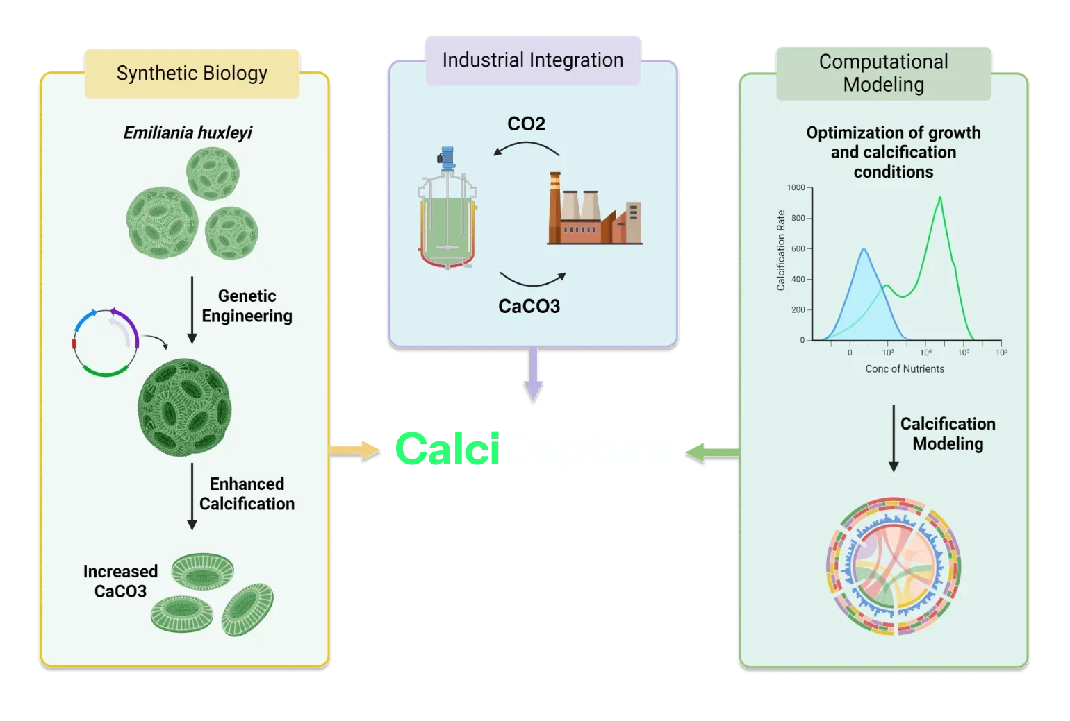 IIT-Bombay - iGEM 2024