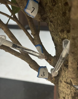 keystone - iGEM 2024