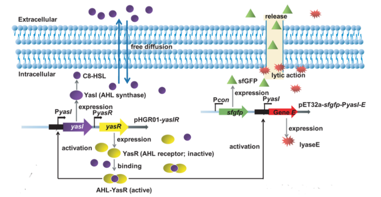 Part:BBa K5377610 - parts.igem.org