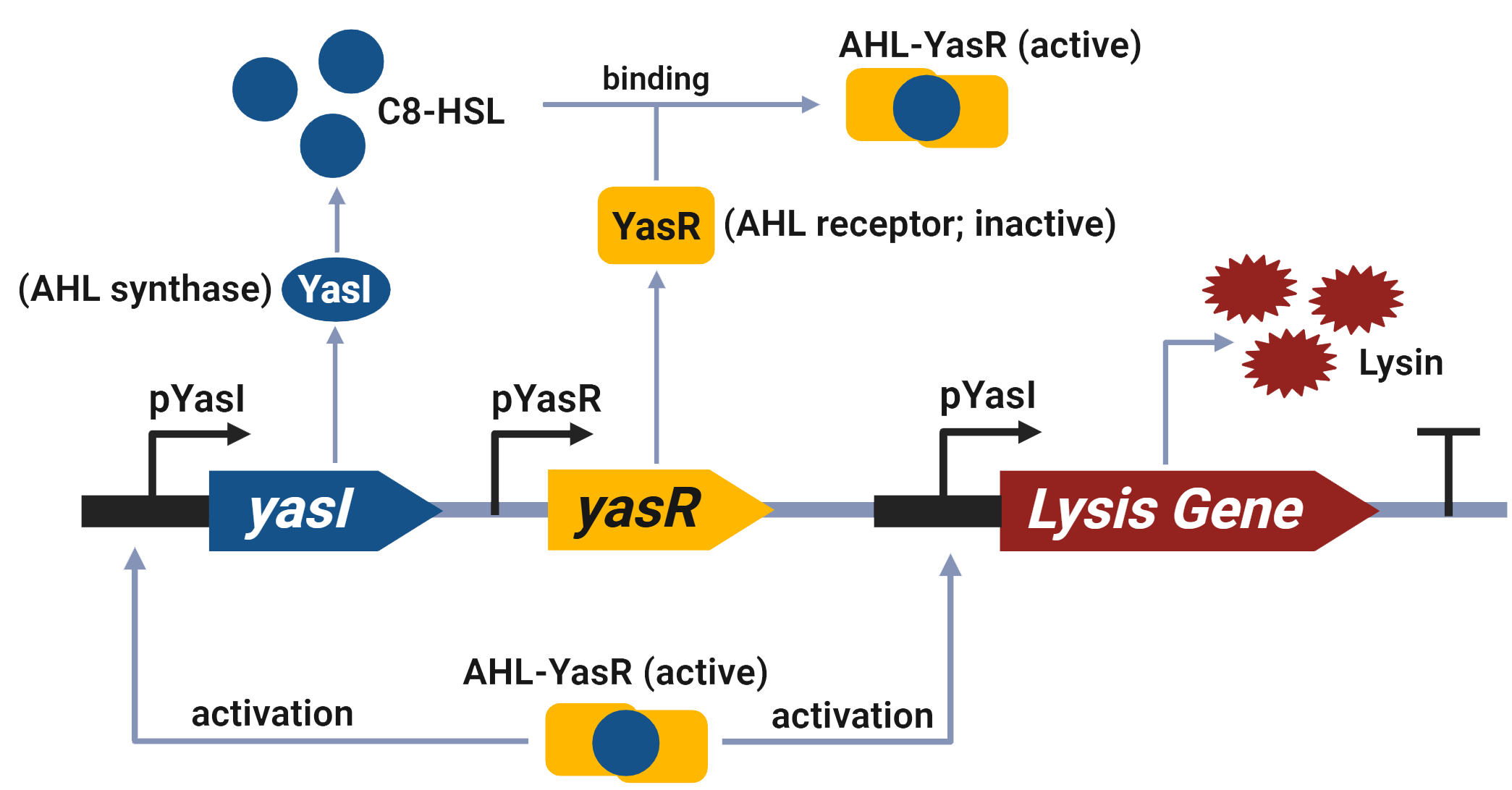 Part:BBa K5377648 - parts.igem.org