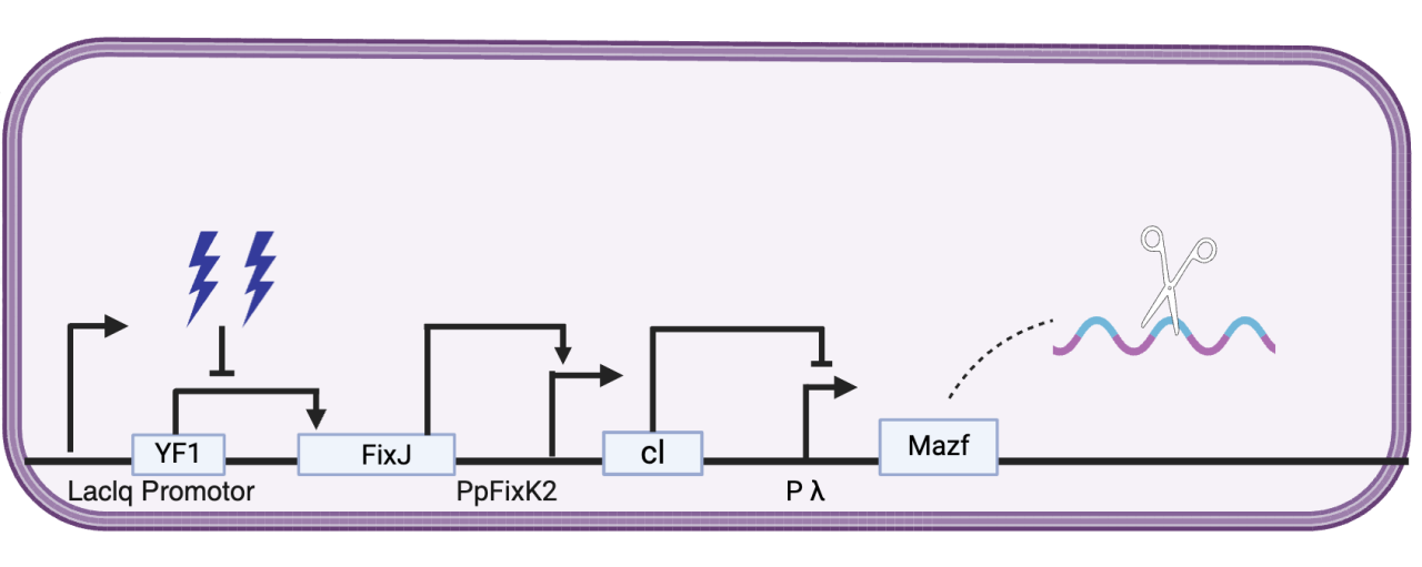 Part:BBa K5481014 - parts.igem.org