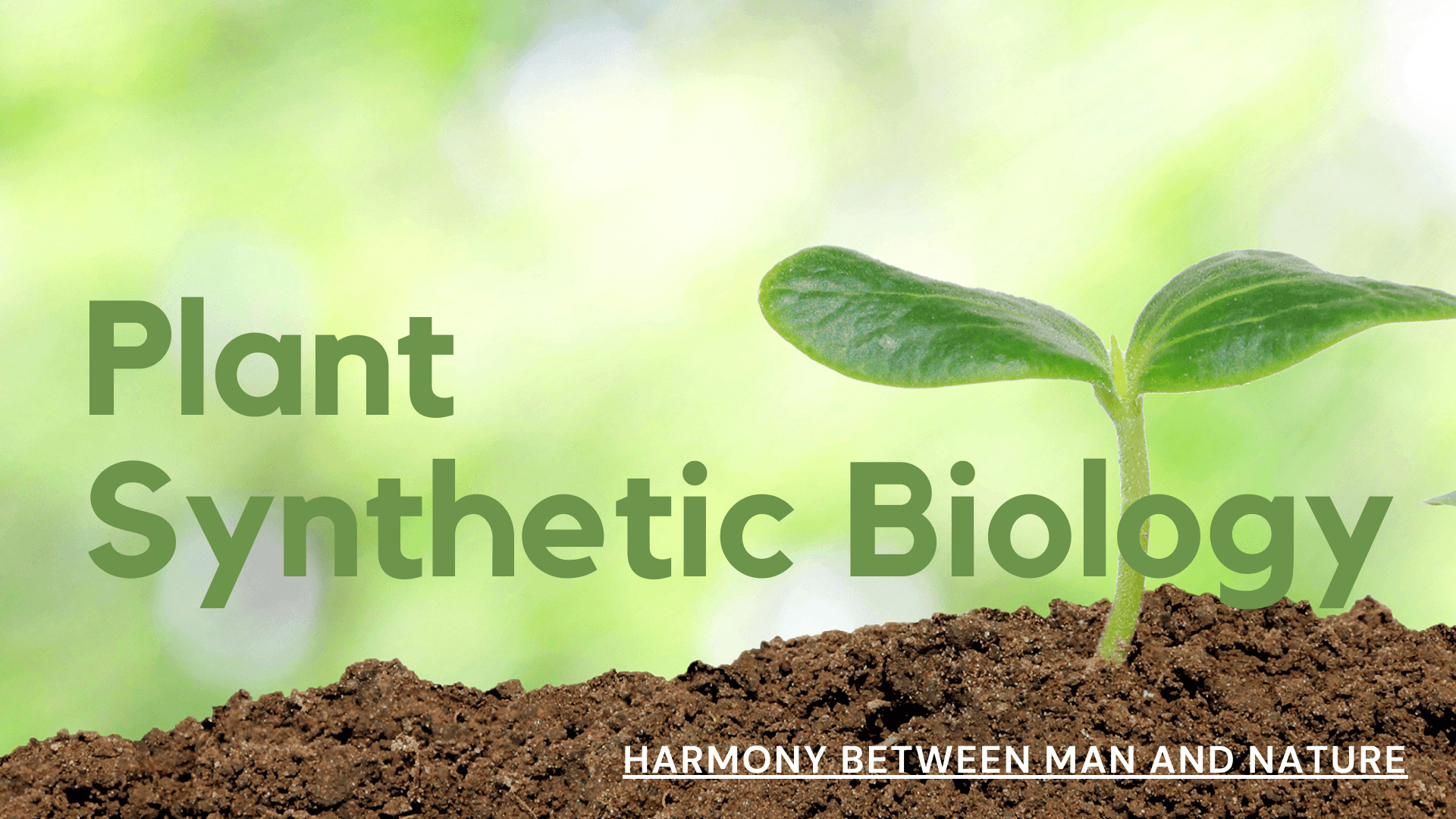 Plant | RainsACA-China - iGEM 2024