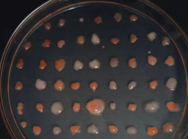 Creative Part | OUC-China - iGEM 2025
