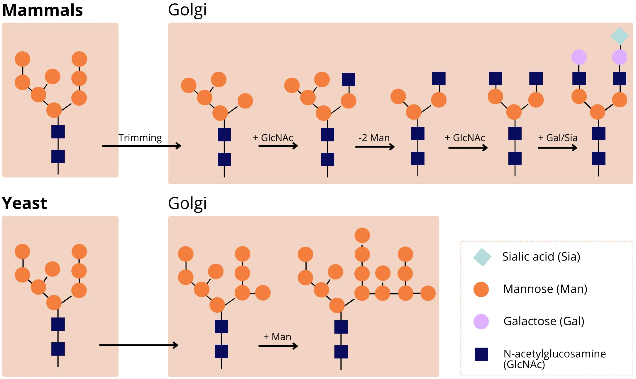 Leiden - iGEM 2025