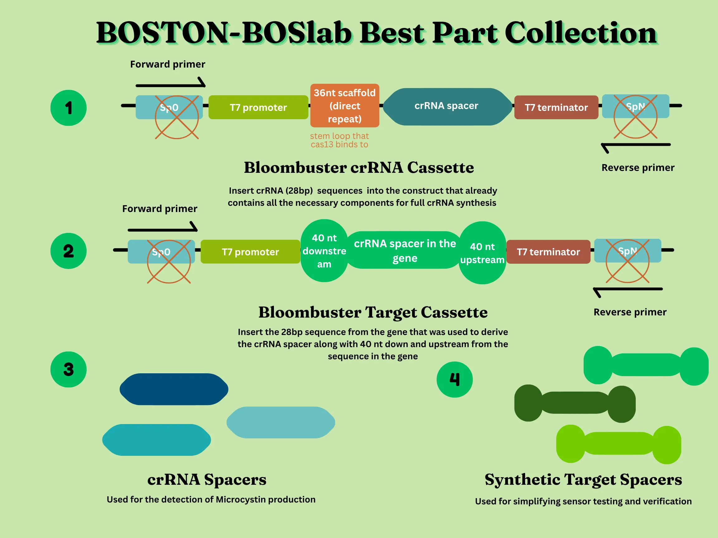 Boston-BOSLab - iGEM 2025