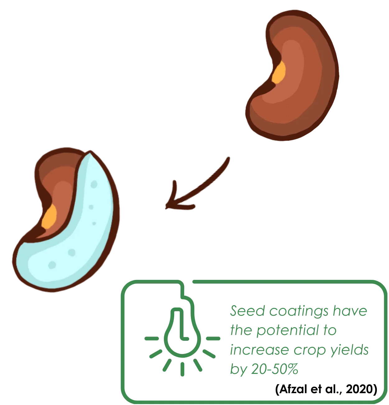 Seed Coating