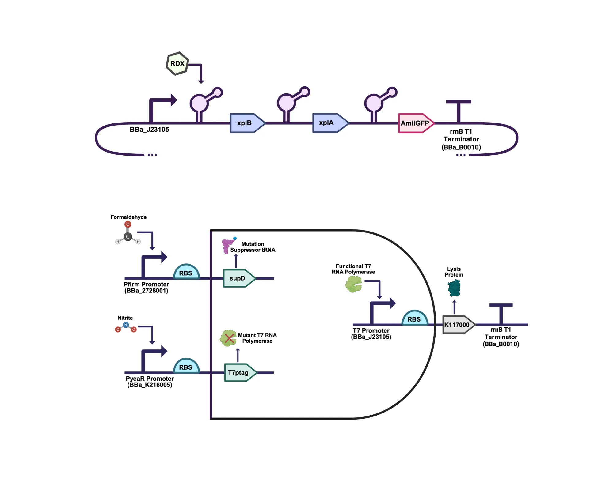 Home | IGEM-RUM | iGEM-UPRM 2025