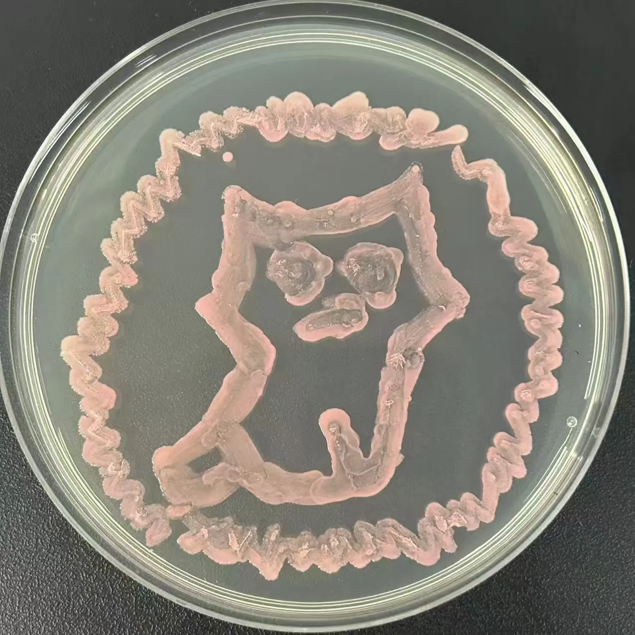 SCAU-CHINA - iGEM 2025