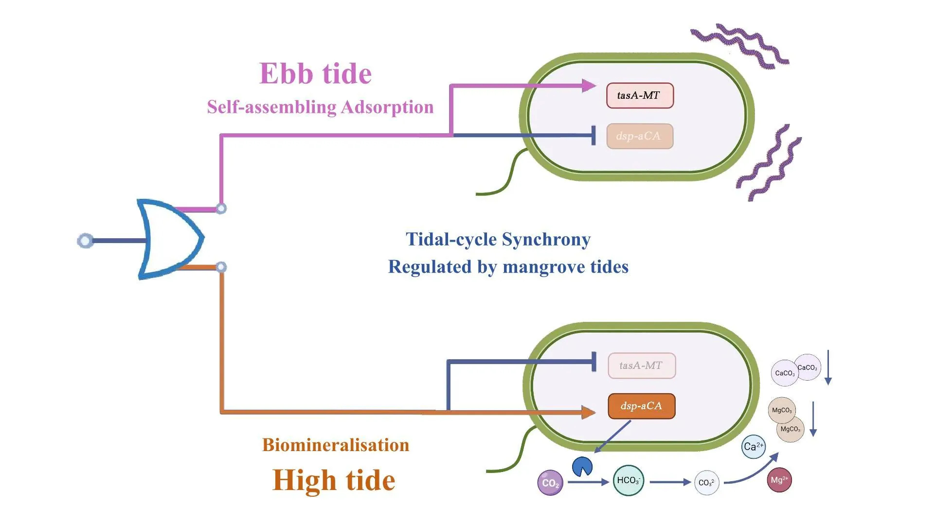 SCAU-CHINA - iGEM 2025
