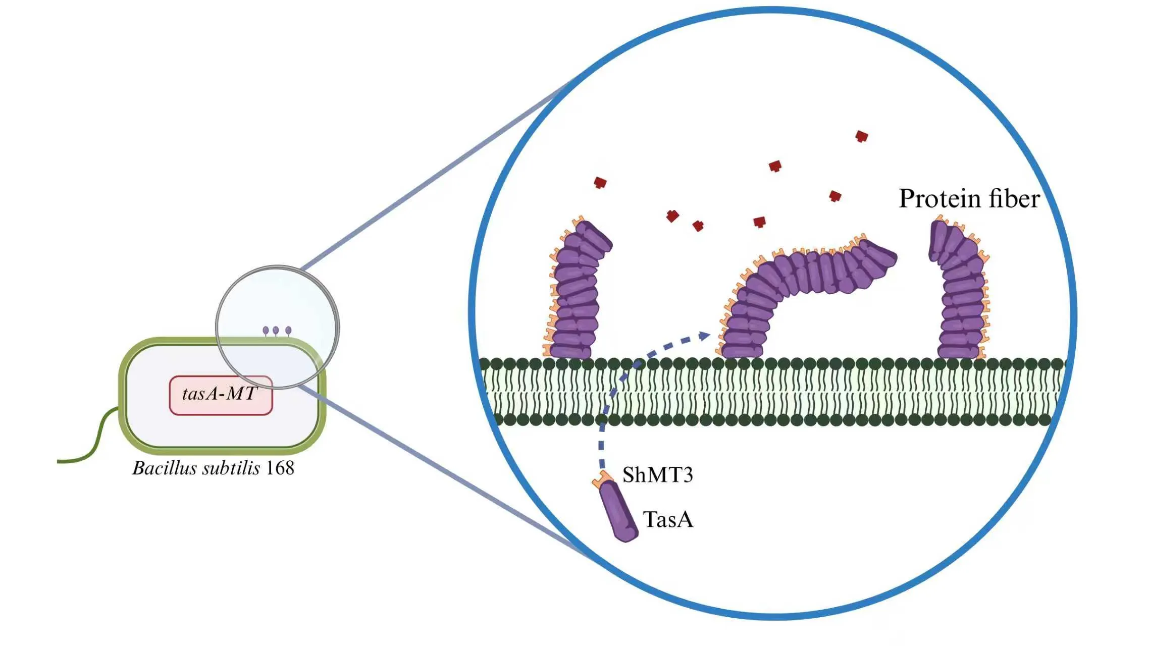 SCAU-CHINA - iGEM 2025