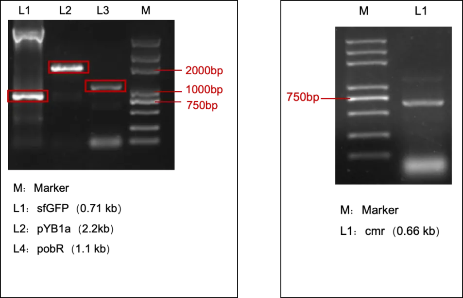 Hangzhou-MedX - iGEM 2025