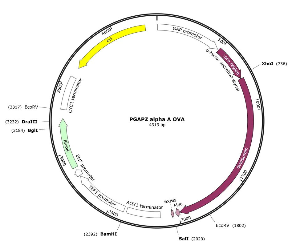 VERITAS-Prudens - iGEM 2025